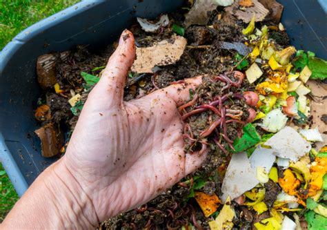 Fertiliza Tu Jardín Con Lombricomposta Todo Lo Que Necesitas Saber