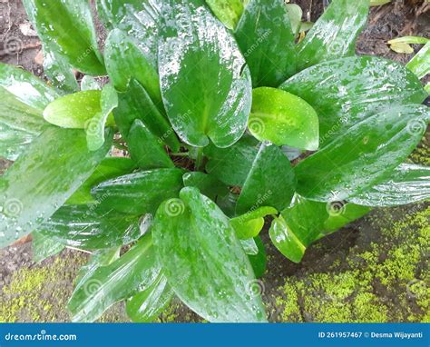 This Plant Is Similar To Taro Leaves But The Size Is Small And The Texture Of The Leaves Is