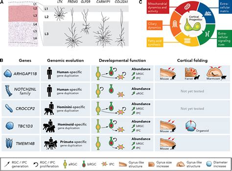 Shaping The Brain The Emergence Of Cortical Structure And Folding