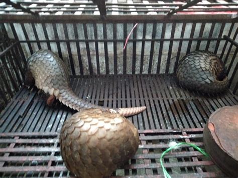 Phát Hiện Hàng Chục Con Tê Tê Java Nguy Cấp Quý Hiếm Trong Đệ Nhất Văn