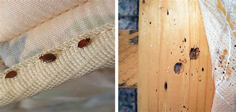How To Dispose Of Bed Bug Infested Items At Antonio Fore Blog