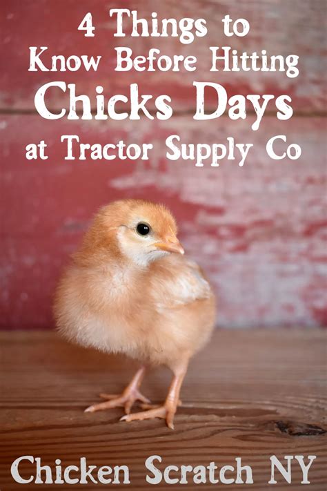 Tractor Supply Chickens And Ducks Breed Information
