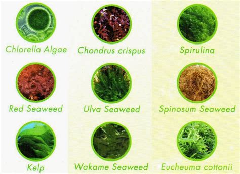 9 Seaweeds For Your Tangs Chicagoreefs Local Community