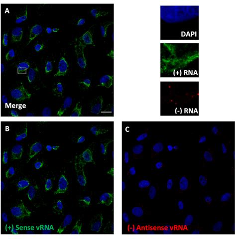 Single Cell Multiplexed Fluorescence Imaging To Visualize Viral Nucleic