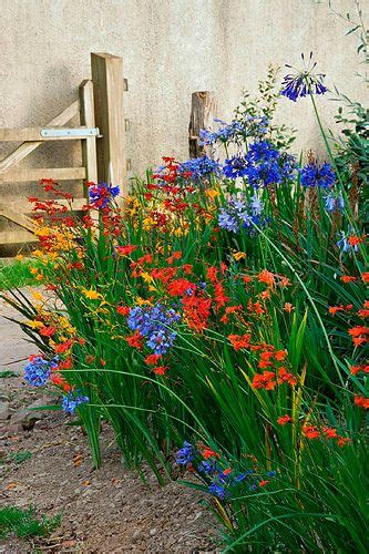 Great Companion Plants For Your Crocosmia Artofit