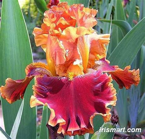 ЦВЕТЫ: ИРИСЫ | Iris flowers, Iris garden, Iris flower photos