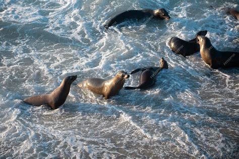 Premium Photo Harbor Seal Seals On The Rocks Sea Lions On The Cliff