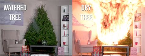 How Do Real Trees Catch Fire At Ruth Sapp Blog