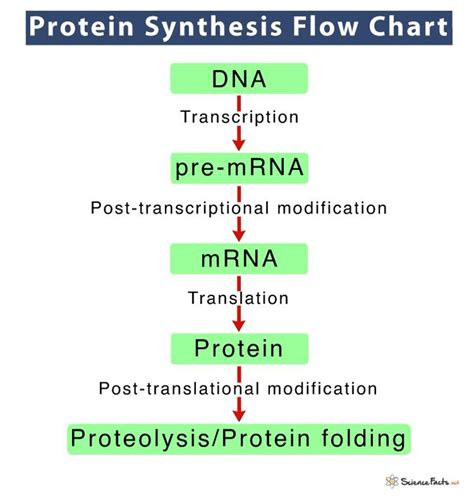Protein Synthesis Location Process Steps And Diagram Learn Biology