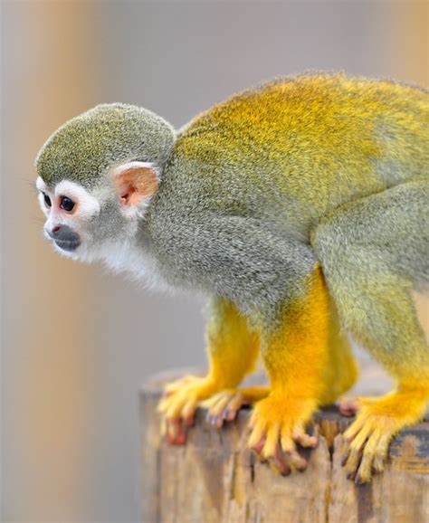 Flickriver Searching For Photos Matching Monkey Big Penis