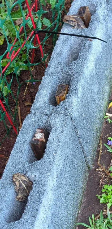 The Newest Additions To The Toad Army Rtoads