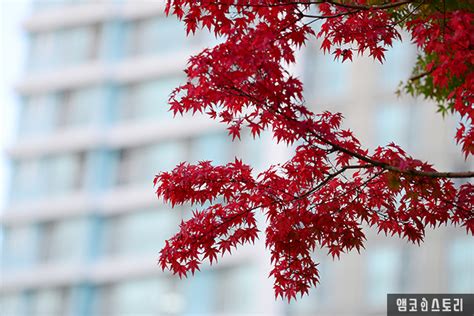 포토에세이 가을동화 속에 퐁당