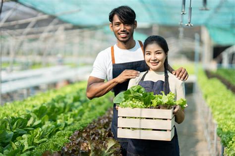 야채 수경 농장에서 일하는 두 명의 젊은 아시아 부부 농부 그린 샐러드 상자를 들고 그린 하우스 농장에서 미소를 지으며 카메라를 바라보는 남자와 여자 농부의 초상화 3 명에