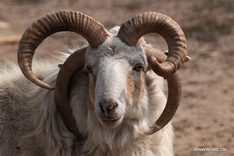 Events: another horn on the same goat? – mtthwhgn