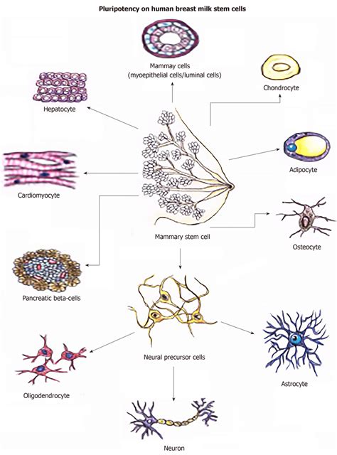 Multilineage Potential Of HBSCs These Cells Can Differentiate Into Download Scientific Diagram