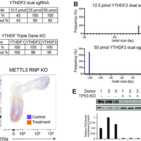 Crisprcas9 Rnp Editing Of Human Cd34 Hematopoietic Stem And