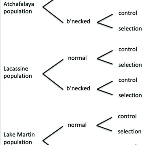 diagram of experimental design of selection experiments with three