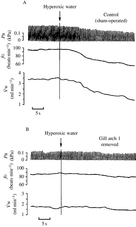 Representative Recordings Of Gill Ventilation Frequency Fg Buccal Download Scientific