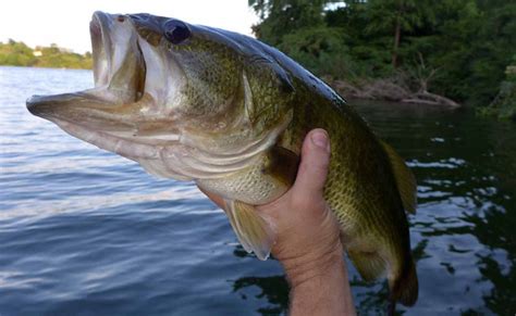 Louisiana Bass Fishing 2025 Outdoorworld Reviews