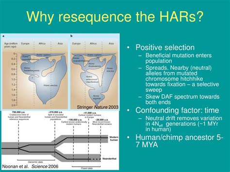 Ppt Understanding The Function Of Conserved Non Coding Regions In The Human Genome Powerpoint