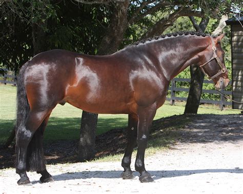 Steeped In Luck Hilltop Farm Inc