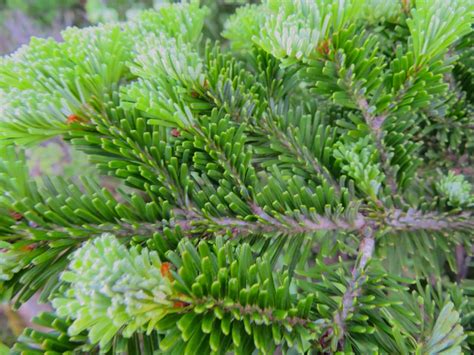 37 Types Of Fir Trees With Pictures And Identification