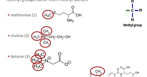 Methyl Group Metabolism
