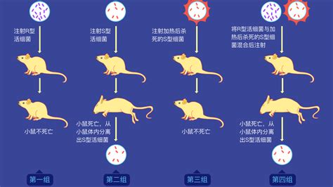 肺炎双球菌的转化实验 火花学院