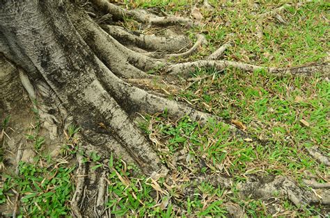 How To Stop Tree Roots From Sprouting In The Lawn Pope Tree Service