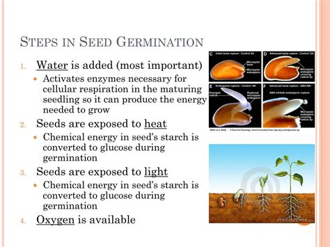 Ppt Plant Biology Germination Powerpoint Presentation Free Download Id3122086