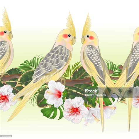열 대 국경 원활한 배경 노란색 조종석 귀여운 열 대 조류 재미 앵무새와 화이트 히 비 스커 스 수채화 스타일 빈티지 벡터 일러스트 인사말 카드 가축에 대한 스톡 벡터 아트