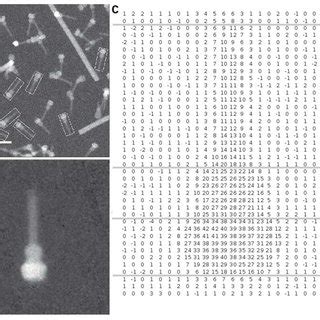 Summary Of STEM Analysis Download Table