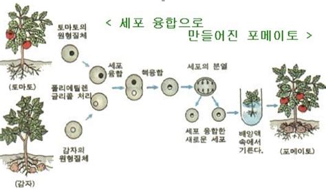 중1 필기자료 미래의 기술기술의 발달과 미래 생명기술과 재배 네이버 블로그