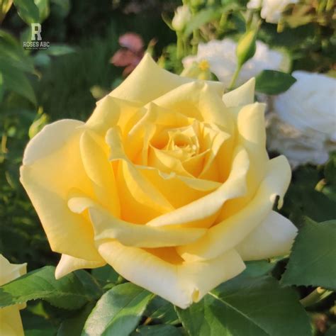 Roses Abc Rose Landora — Aka Sunblest