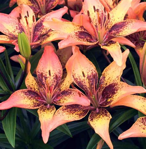 Ázsiai Liliom Tribal Dance