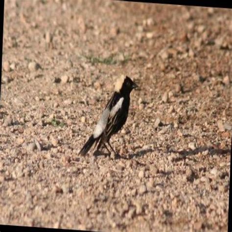 drone vs bird drone vs bird 4idpt roboflow universe