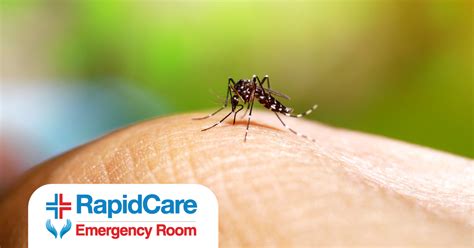 The Real Dangers Of Mosquito Season Rapidcare Er