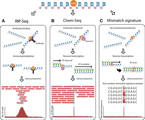 The Rna Modification Landscape In Human Disease