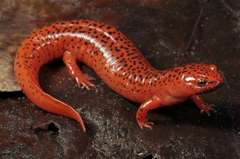 Salamanders Hefty Role In The Forest The New York Times
