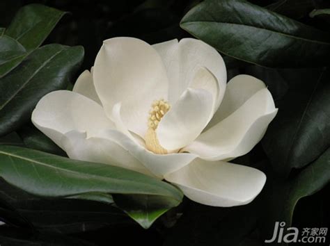 广玉兰花适合广玉兰花大山谷图库