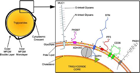 A Scheme Of The Milk Fat Globule And Its Membrane With Detailed