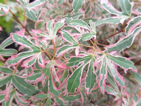 Buy Acer Palmatum Marlo Pink Variegated Japanese Maple — Mr Maple