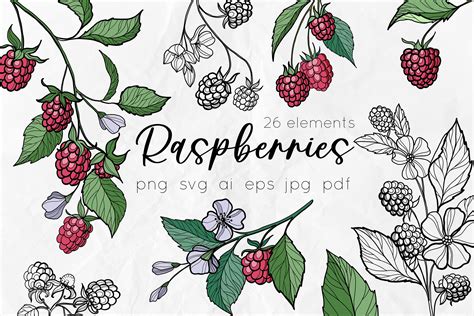 Raspberry Line Art And Color Vector Illustrations ~ Creative Market