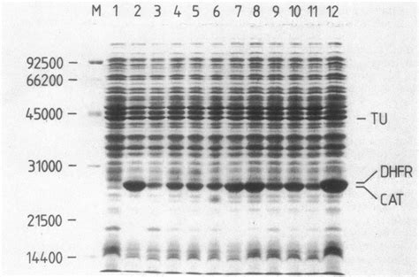 Analysis Of Total Protein From E Coli M15 Cells Harboring T5
