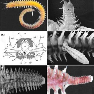 Nereid Regeneration A General Dorsal View Of A Live Nereis Worm The