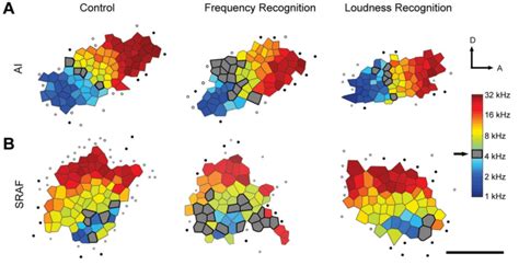 7 Perceptual Learning Directs Auditory Cortical Map Reorganization Download Scientific Diagram