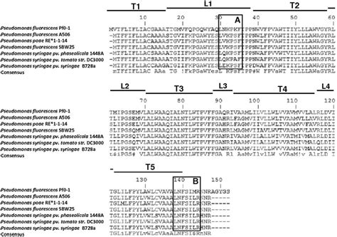 Amino Acid Sequence Alignment Of Tspo From Sequenced Pseudomonas Download Scientific Diagram