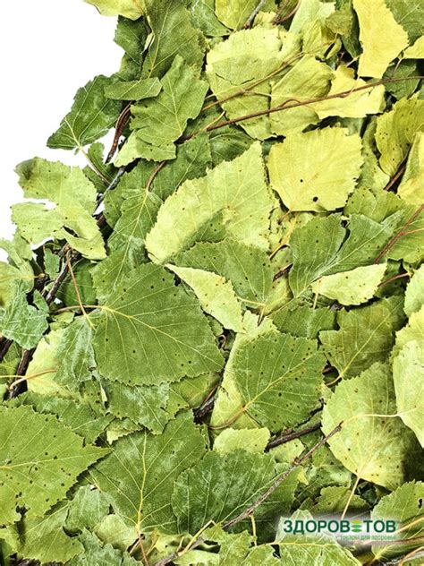 Веник для бани березовый отборный 2шт в интернет магазине Здороветов