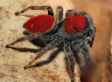 20 Red Spiders In California With Pictures And Identification