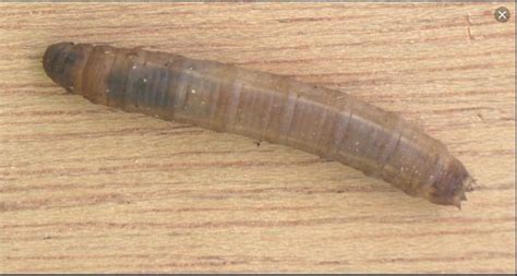 Species Identification What Is This Strange Worm Like Creature